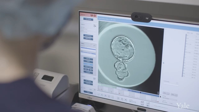 Here’s How We Wage the Pro-Life War Against IVF - The American ...